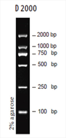 DNA Ladder DL2000 – LifeScience Technology
