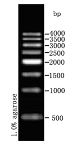 DNA Ladder 500 bp – LifeScience Technology