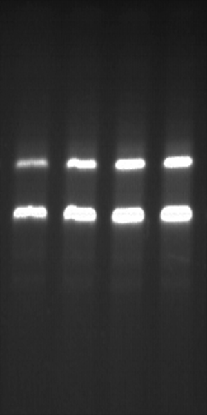 Plant Total RNA Extraction Kit – LifeScience Technology